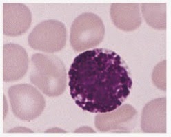 I love Biomedicine: Hematologia Clínica - Leucócitos