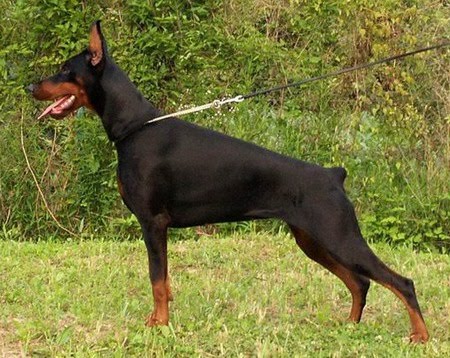 Perros de presa: Doberman