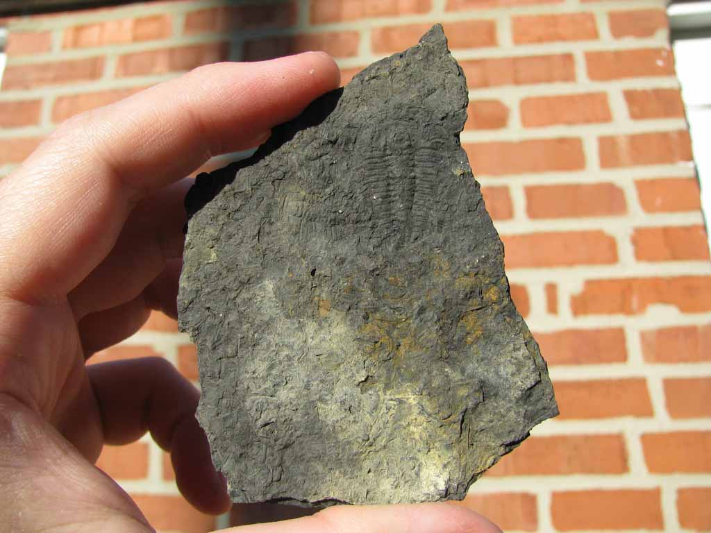 Views of the Mahantango: Olenus & Ctenocephalus Trilobites from Sweden