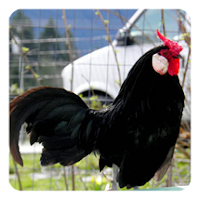 Sana pets: Fancy Hens