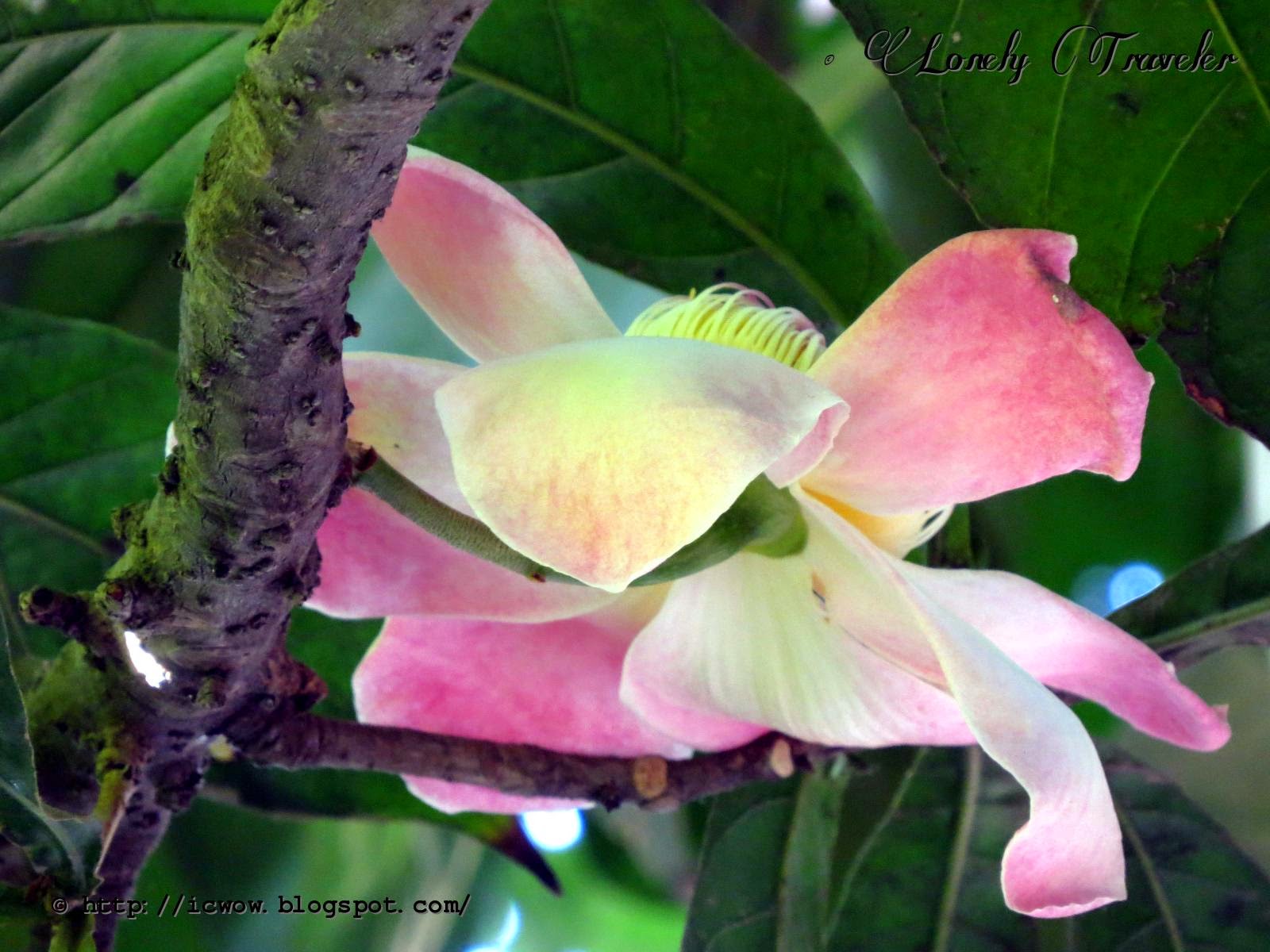 Majestic Heaven Lotus - Gustavia augusta