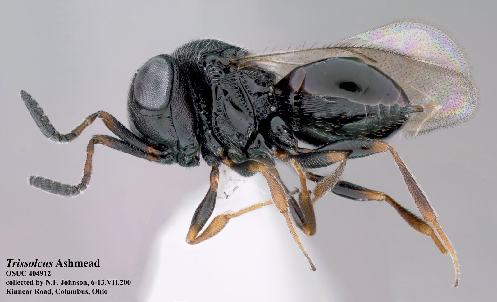 Insect Image of the Week: Stink bug and Trissolcus