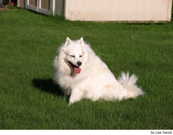 El Universo Canino - Metropolis Canina - El Mundo De Los Perros ...