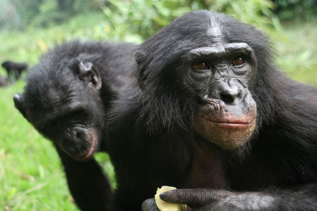 Econcientiza: Los bonobos dicen “no” con la cabeza, como los humanos