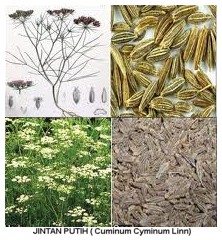 TOGA - Khasiat, Manfaat dan Penggunaan Jintan - Trachyspermum ...