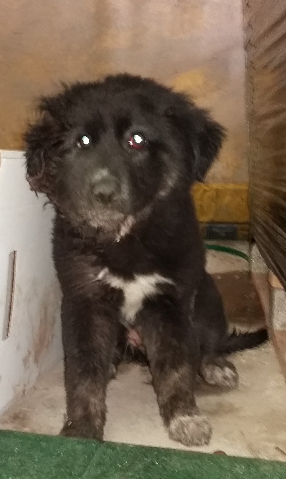 Policia Local Alcúdia de Crespins: PERRO EXTRAVIADO