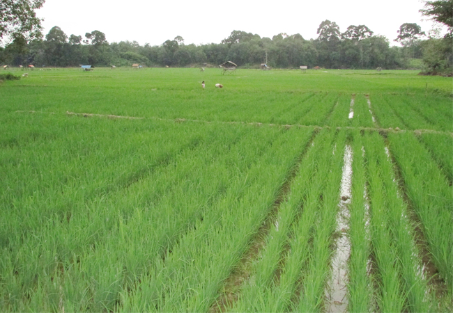 Keunggulan dan Kelemahan Tanam Padi Sistem Jajar Legowo - TPHKP