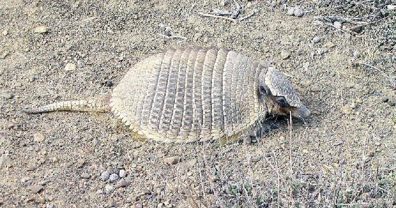 Argentina nativa: Pichi (Zaedyus pichiy)*