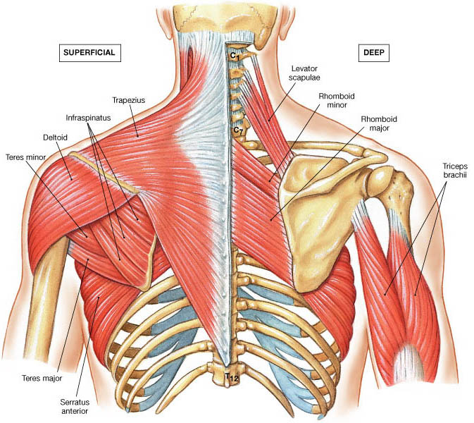 Kinesiology & Sport Review: The Importance of Upper Body Posterior ...