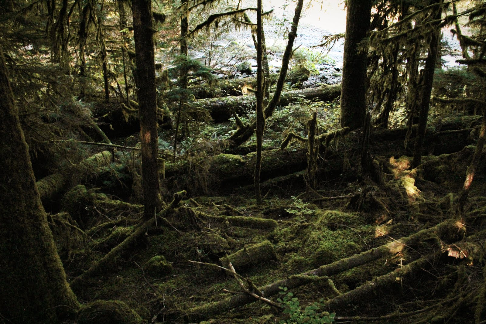 The Lovely Red Fox: Hiking Staircase — Olympic National Park