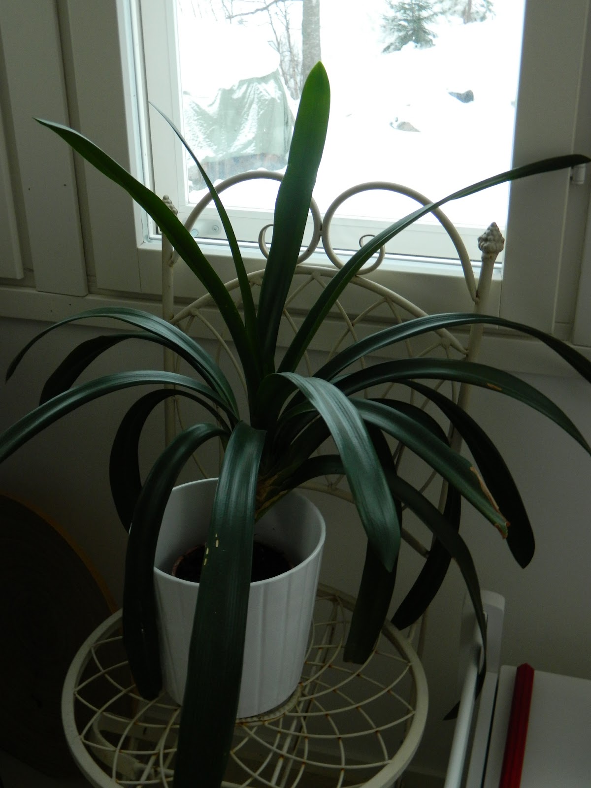 Puutarhakaaos: Kliivia - Clivia miniata