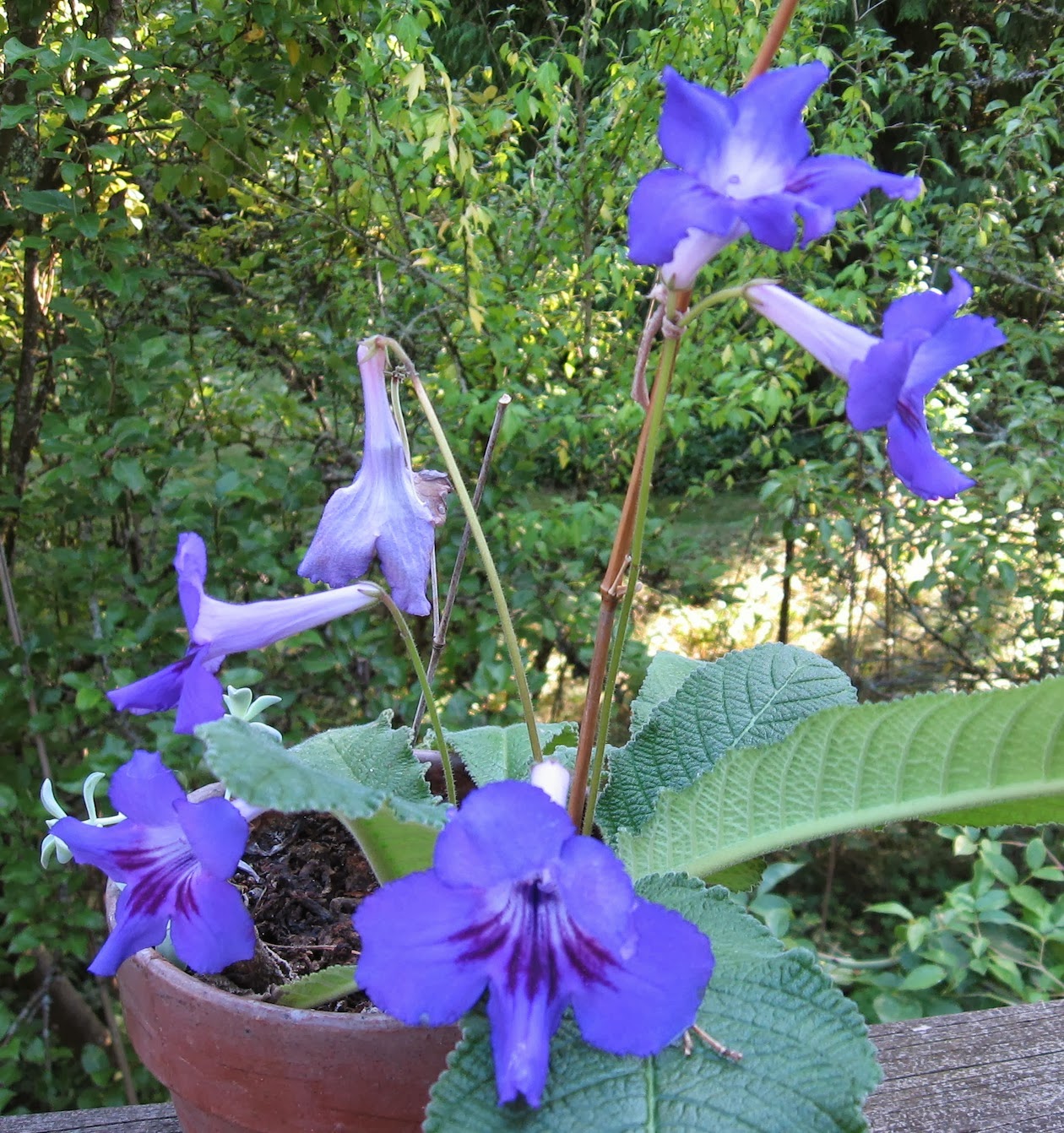 Weeding on the Wild Side: Cape Primrose