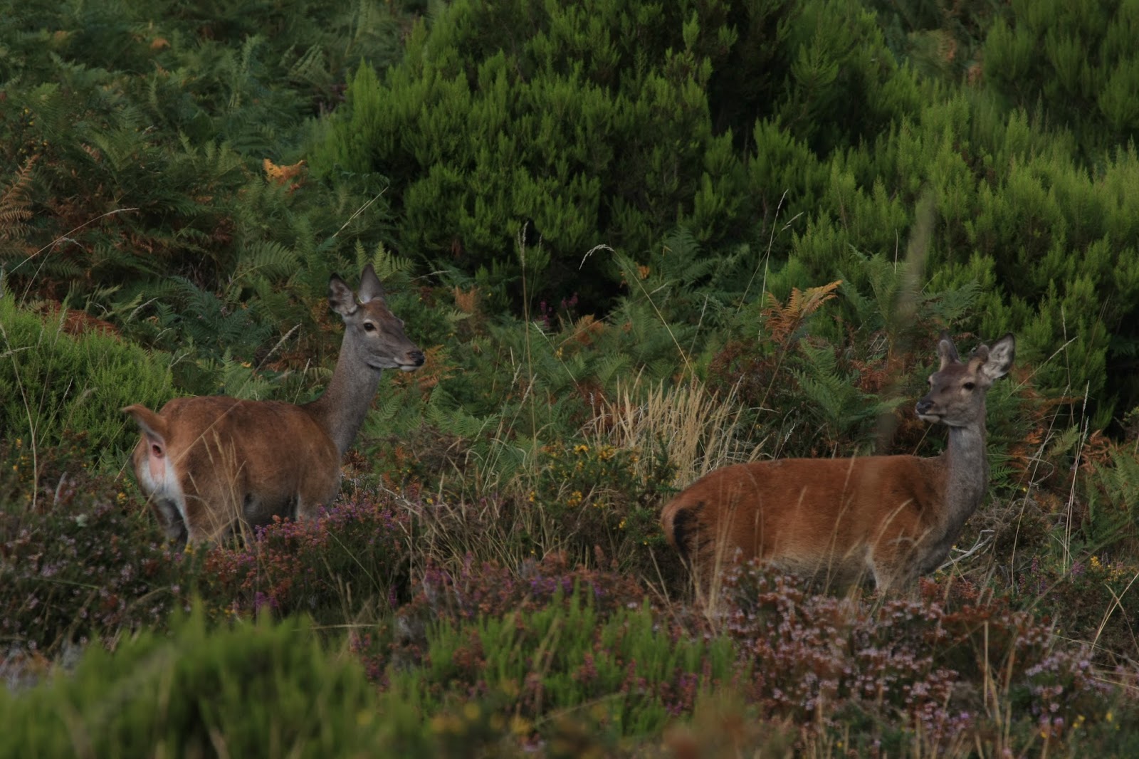 Javier lópez de Bergara: Ciervas