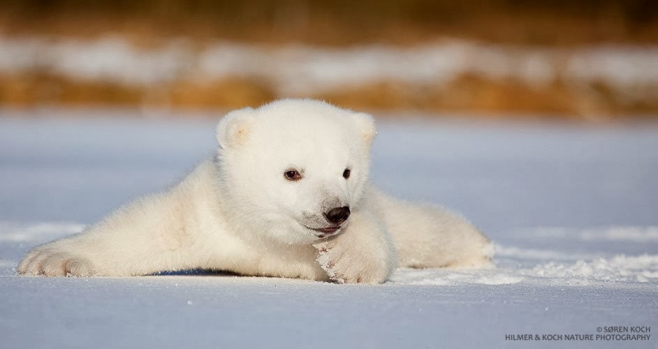 Un Mundo en Paz: El "gran hermano" de los osos polares