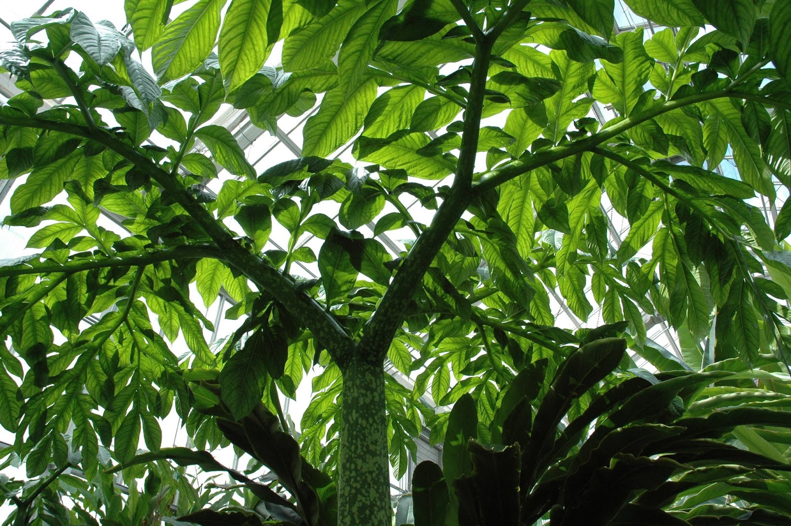 Real Monstrosities — Amorphophallus titanum, the famous Titan Arum.