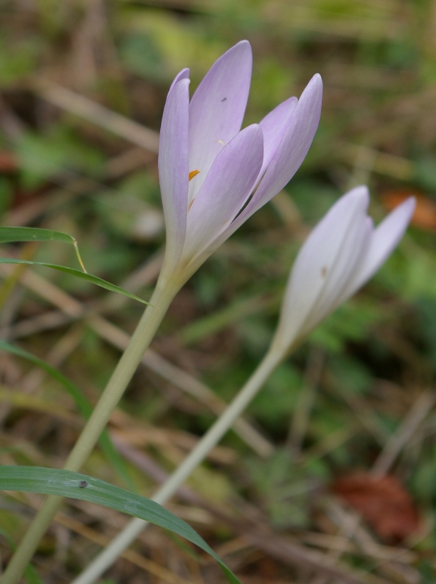John Grimshaw's Garden Diary: Some early colchicums