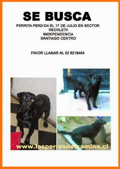 "Los Perros del Camino": "PERROS PERDIDOS".