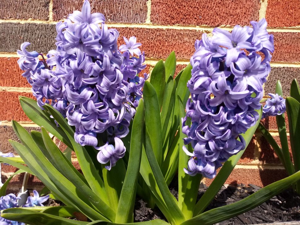 Future Plants by Randy Stewart: Hyacinth