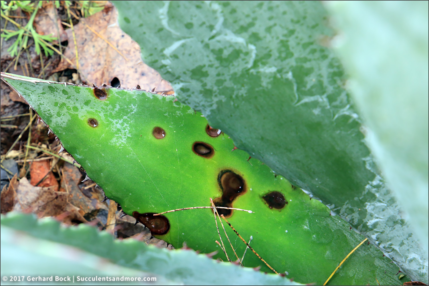 Succulents rotting in drought-busting rain