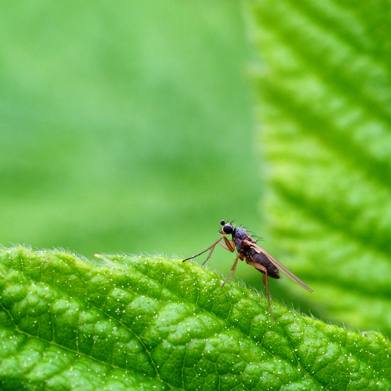 Knuts tips om makrofotografering: Det finnes så mange forskjellige fluer