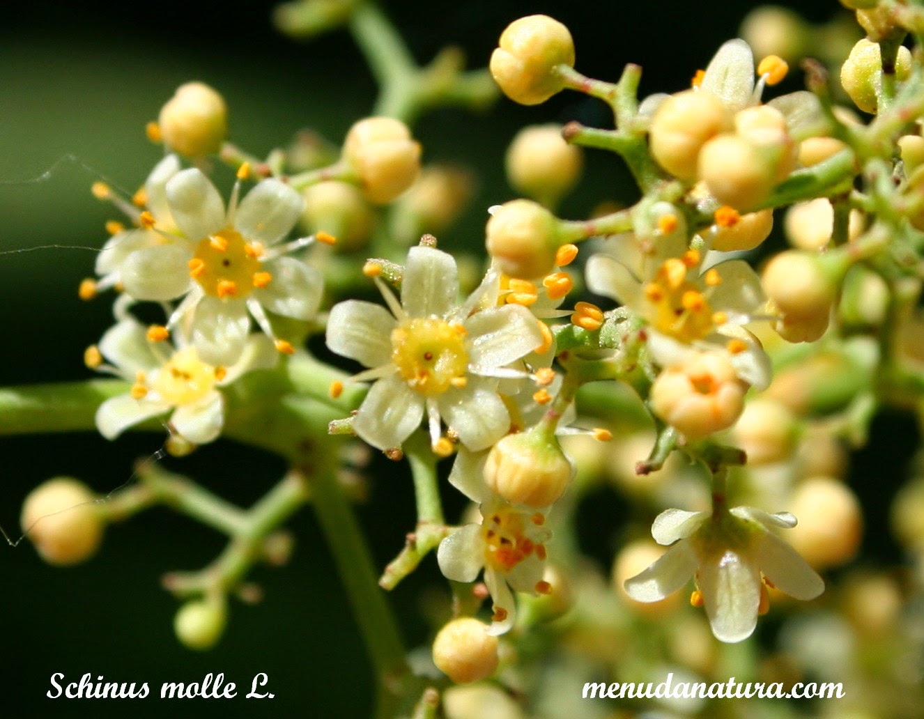 Menuda Natura: Schinus molle L.