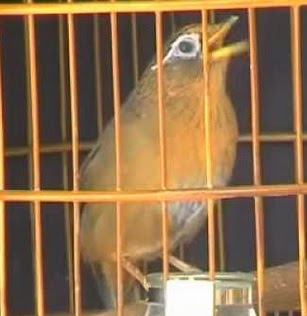 Harga Burung Wambie Terbaru ~ Gembala News