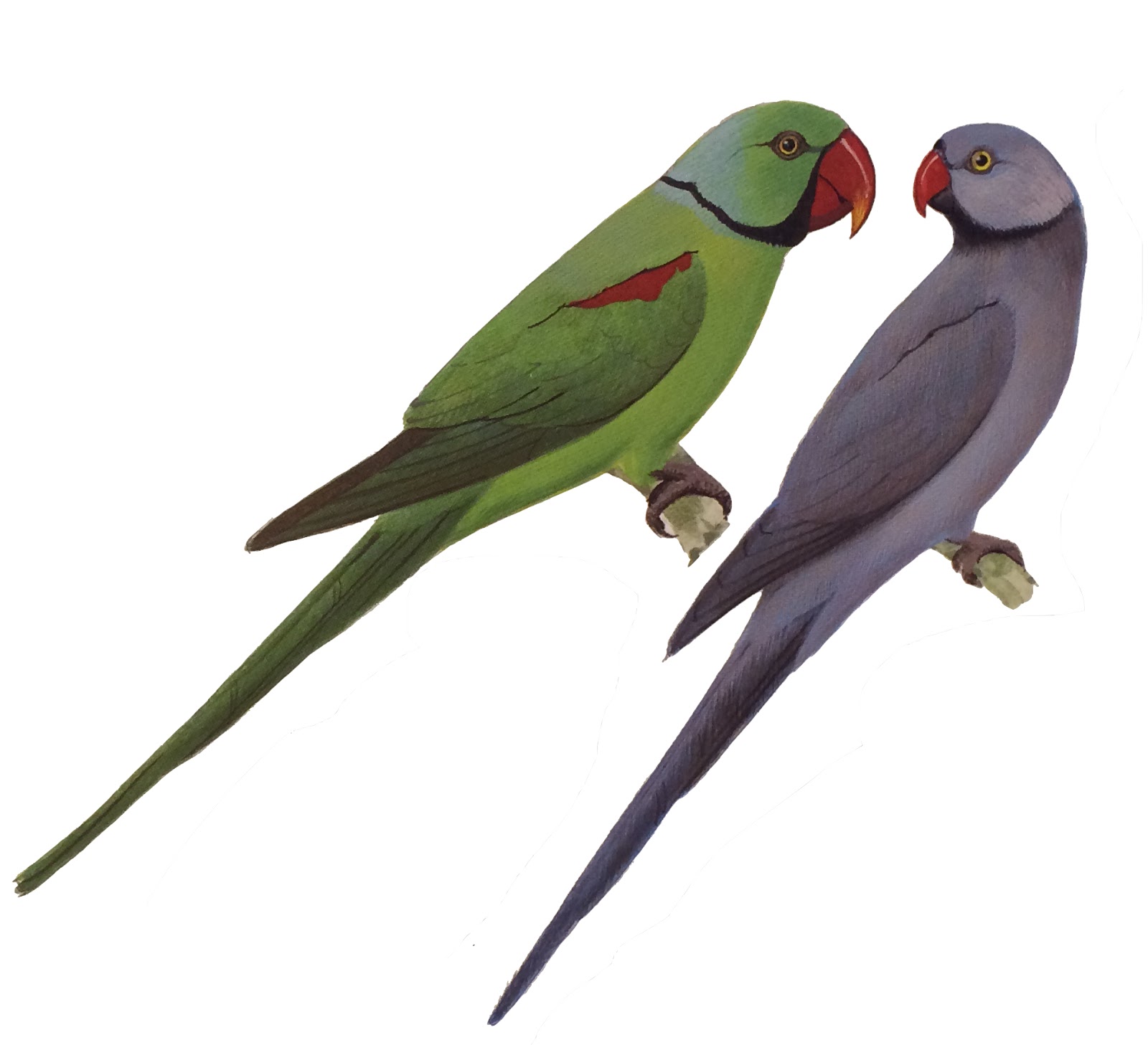 Descoperă Papagalii: Micul Alexander (Psittacula krameri) - fișa speciei