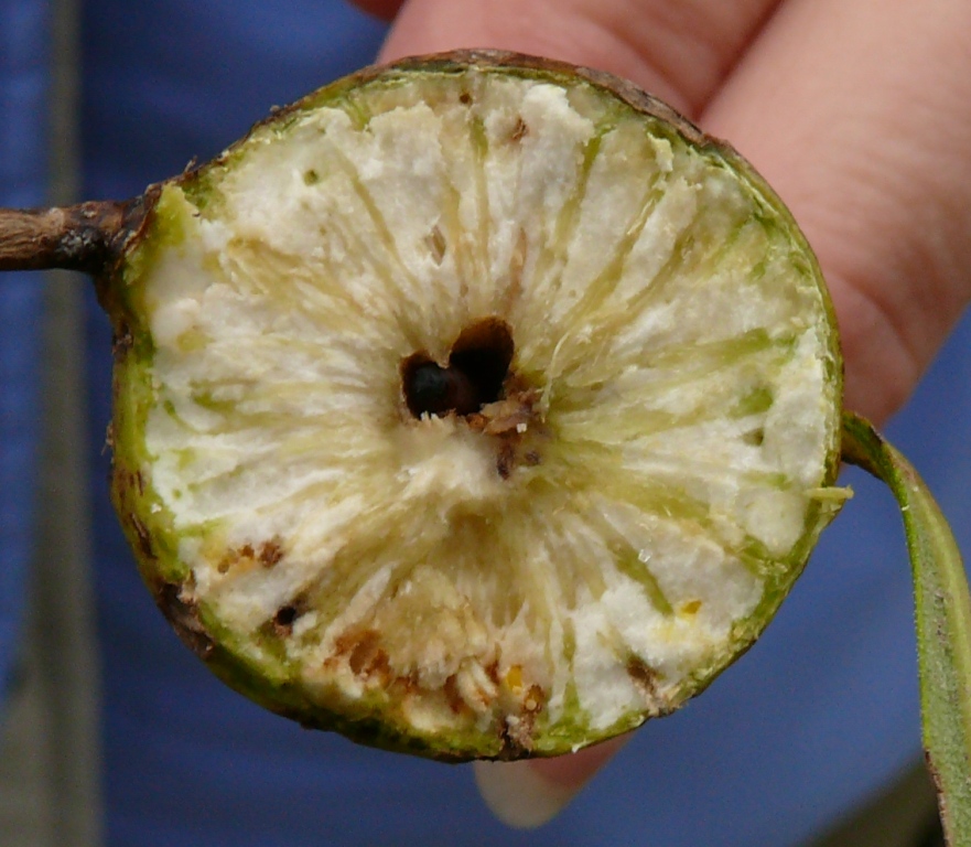 Ohio Birds and Biodiversity: Goldenrod Gall Fly garners fame