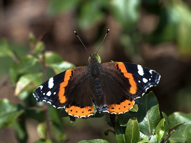 Butterflies of Turkey