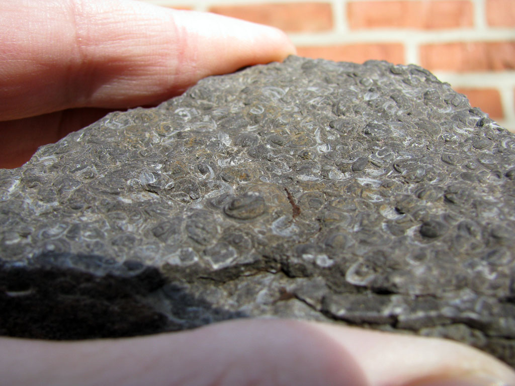 Views of the Mahantango: Agnostus pisiformis trilobites from Sweden