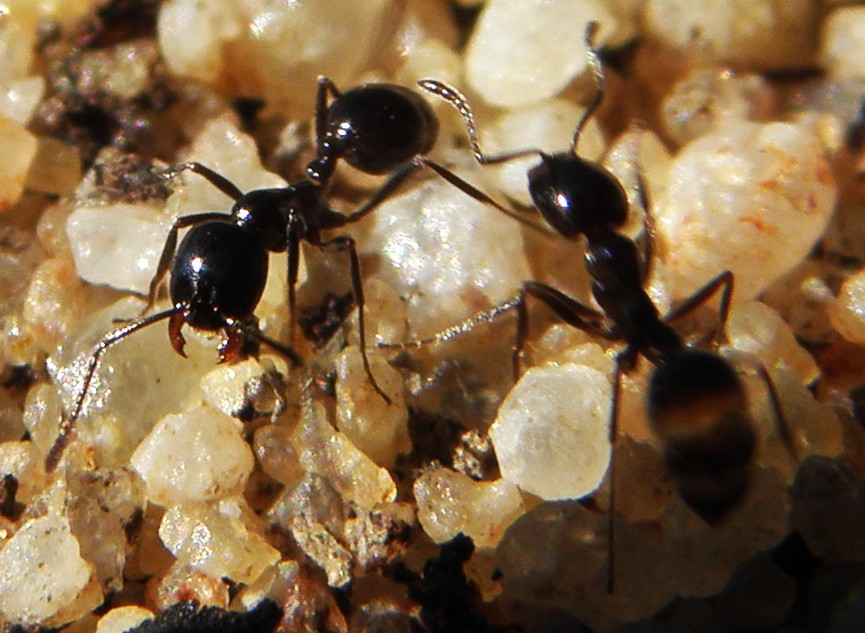 - Ants of Southern Africa -: Ant Catalog