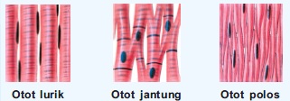Perbedaan otot polos, otot lurik, otot jantung