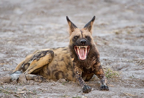 VU DES COLLINES: Le lycaon