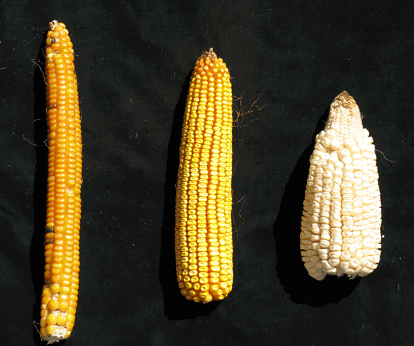 The Yankee Chef ® : Behind A Crows Ear