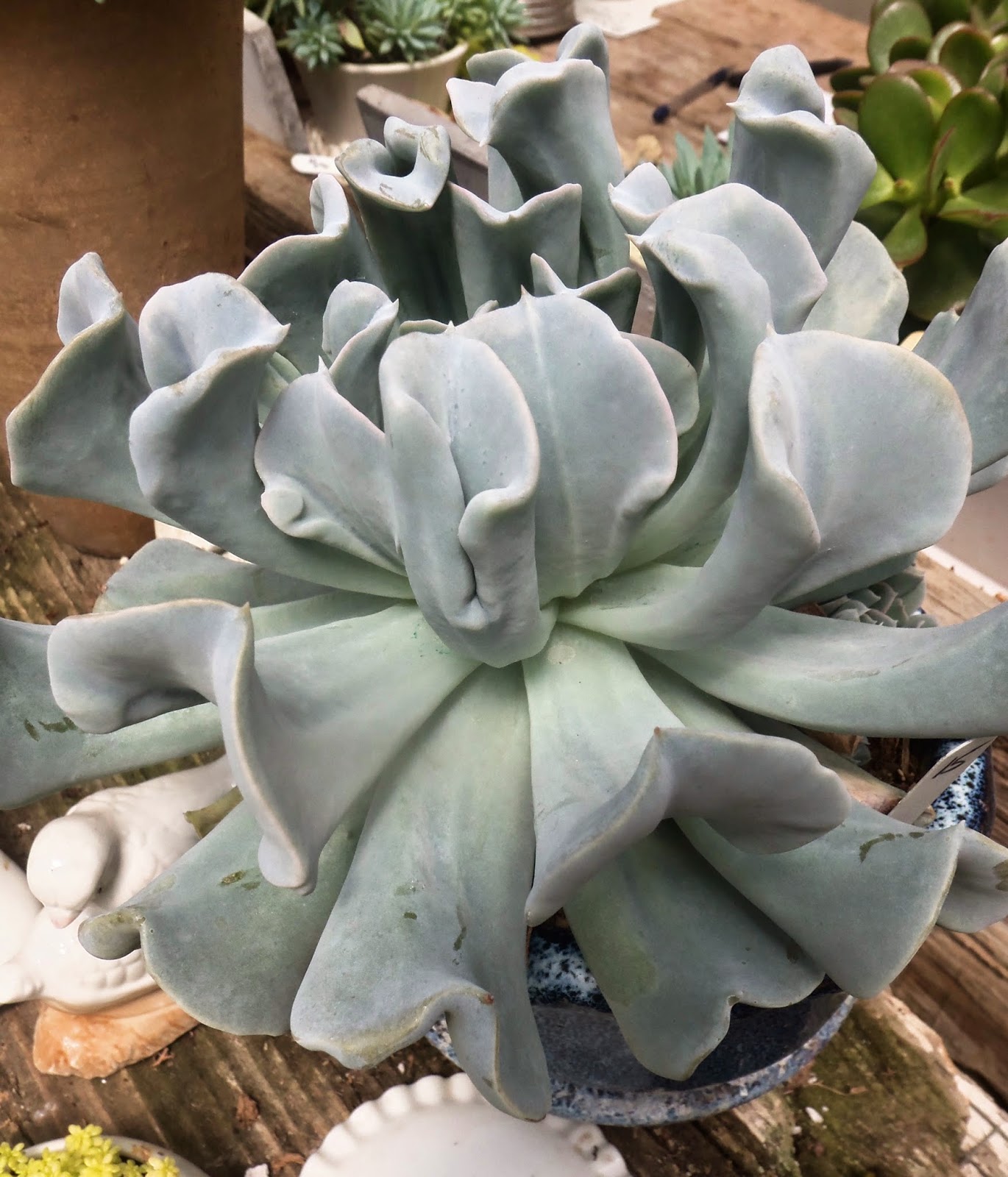 A Primitive Plot: Succulents at Graye's Greenhouse