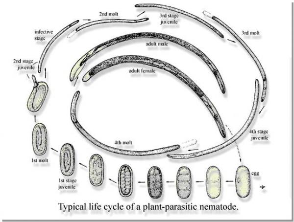 Amantes de la Fitopatología: Nematodos