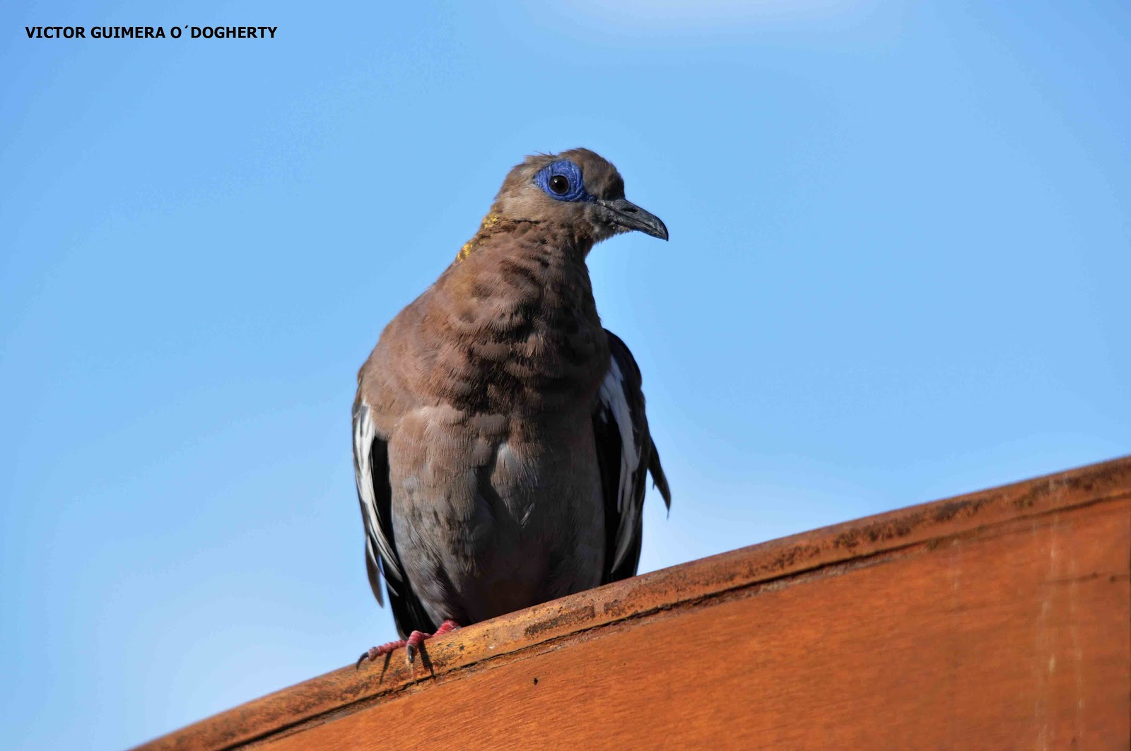 Mis imágenes de aves: MAS FOTOS DE LA ZENAIDA PERUANA