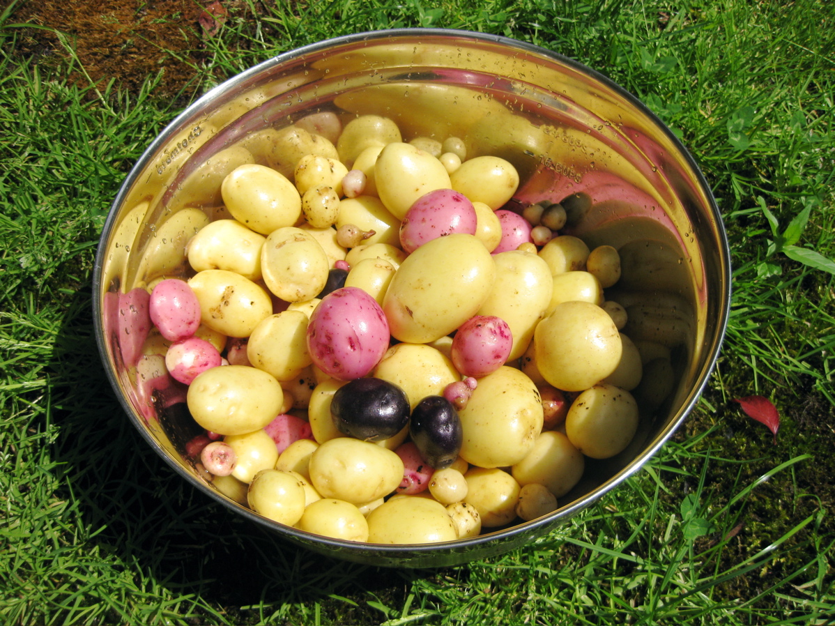 Oishikatta 美味しかった: Potato Harvest (and why everyone should grow potatoes)