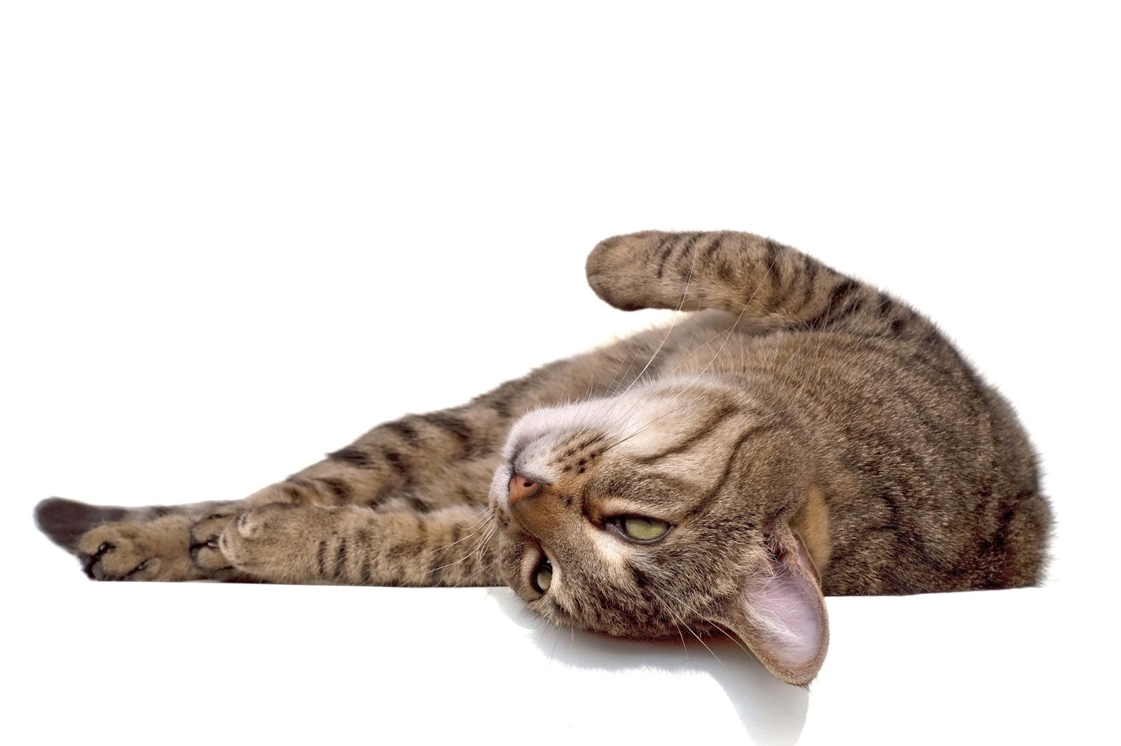 If They Could Talk: An Active Cat is a Healthy Cat