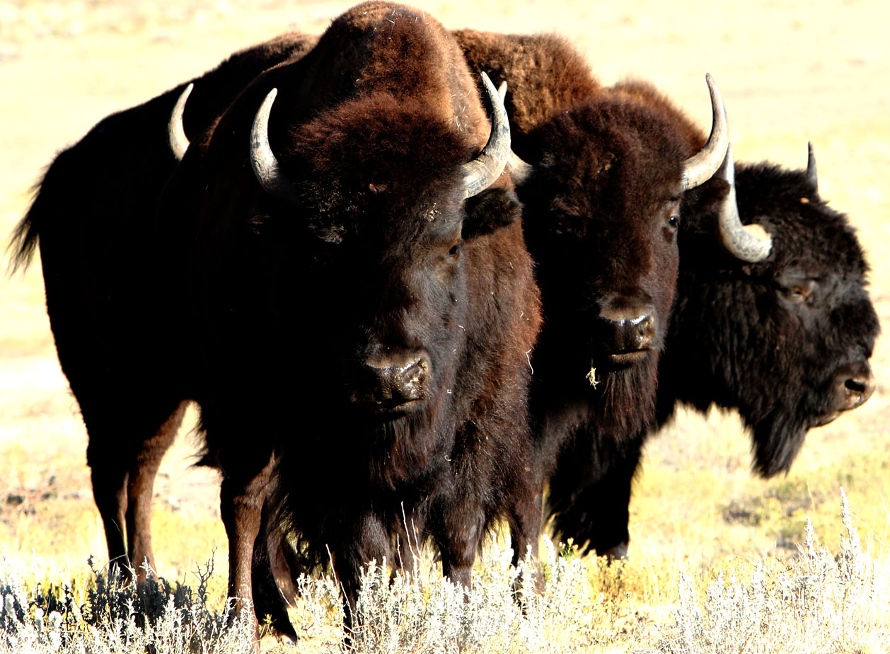 Woman with a Hatchet: Staring at Pronghorn