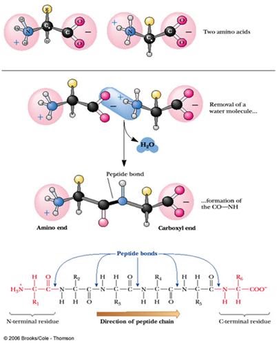 Protein Biochemistry: The Peptide Bond