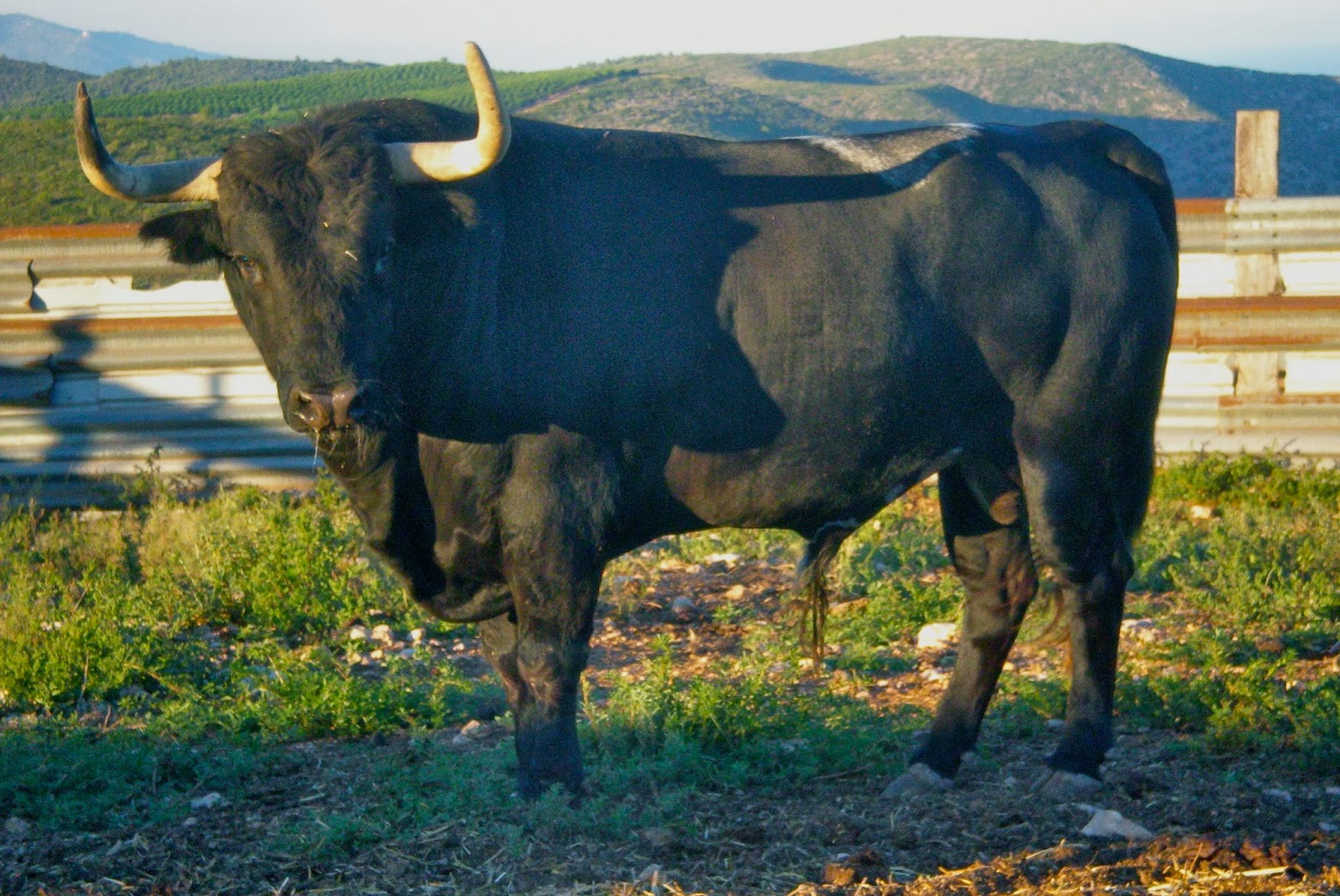 PROGRAMACIÓN TAURINA SAN MIGUEL-LA POBLA TORNESA