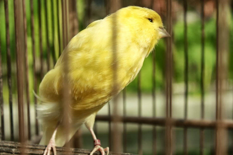 Pusat Aneka Kenari: Kenari yorkshire import