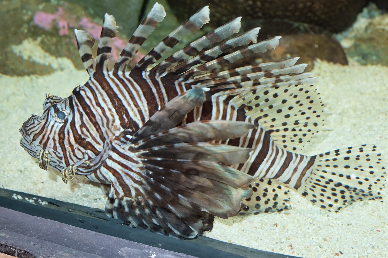 Kee Hua Chee Live!: AWESOME AMAZEMENT AT AQUARIA AT SURIA KLCC! THIS IS ...