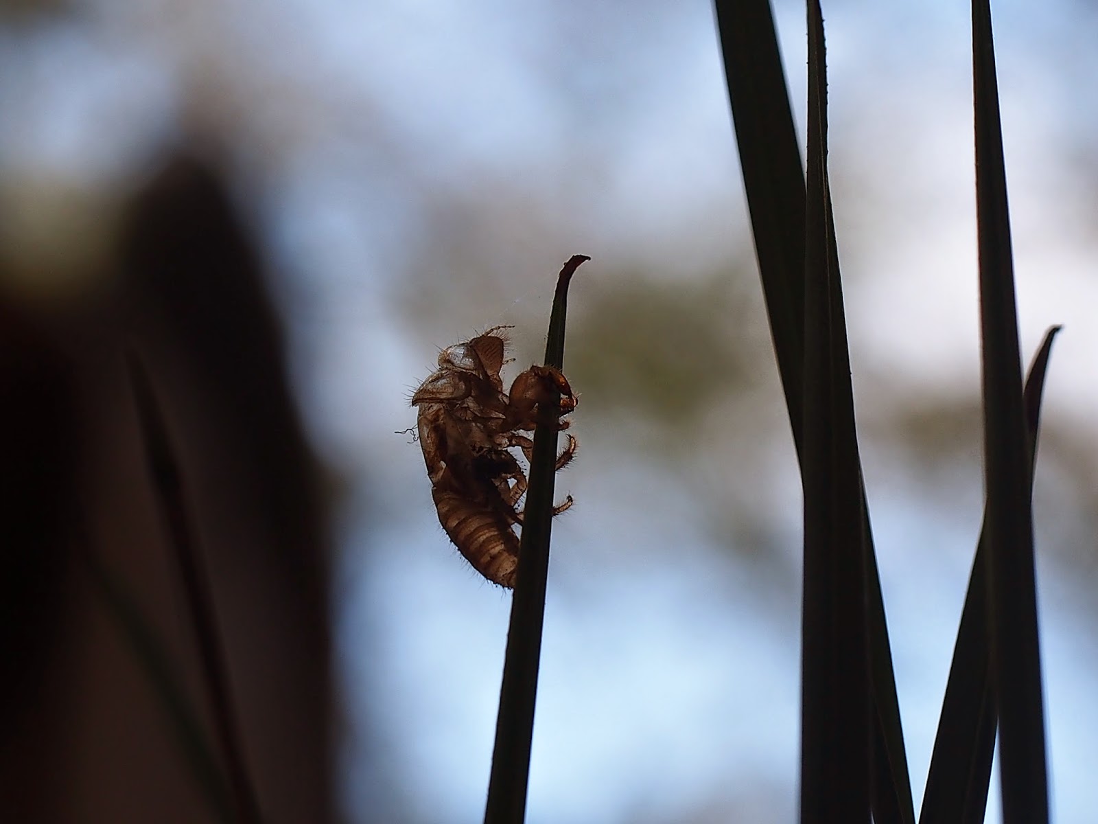 seeing nature through a macro lens seeing nature through a macro lens
