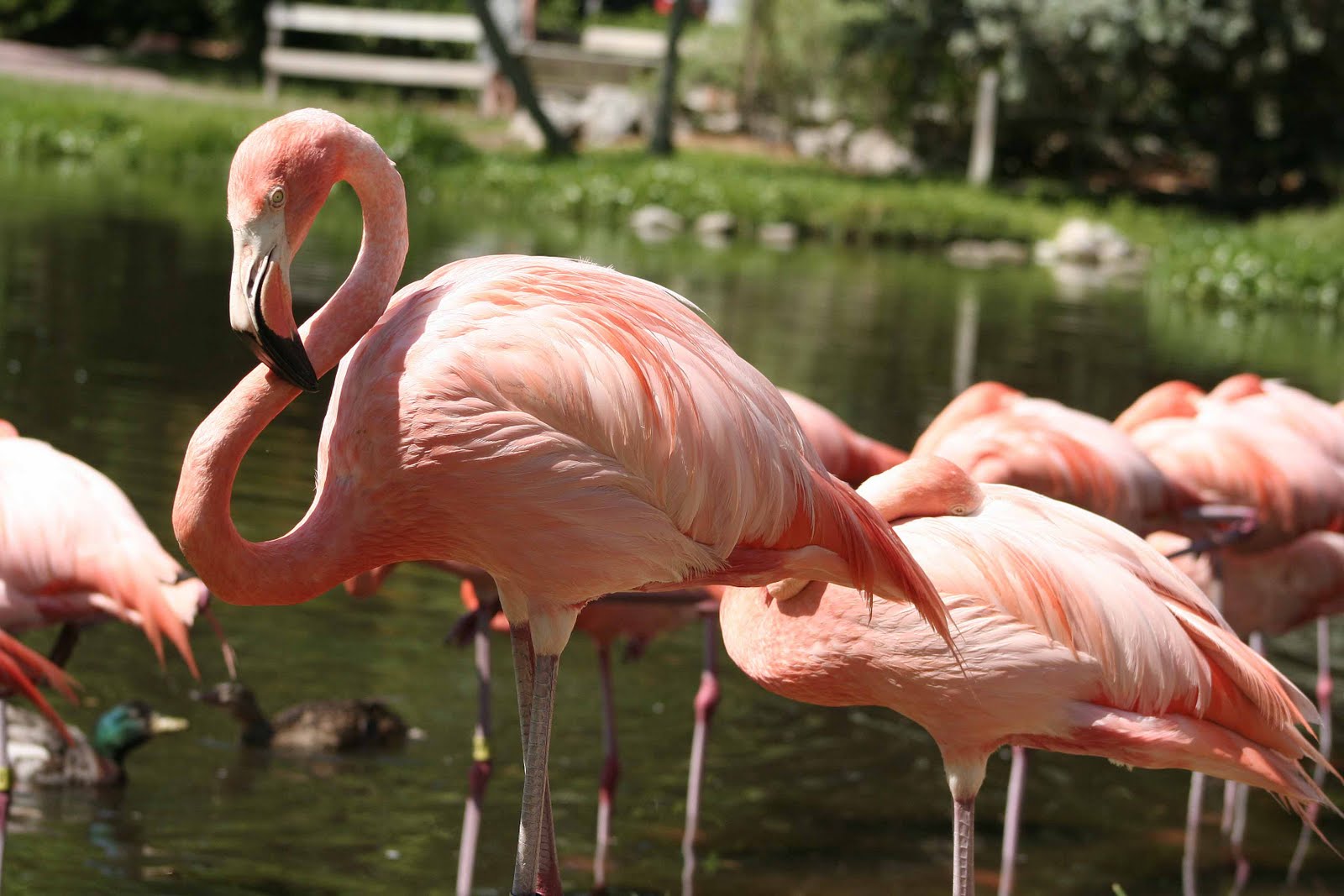 MadSnapper: flamboyance of flamingos