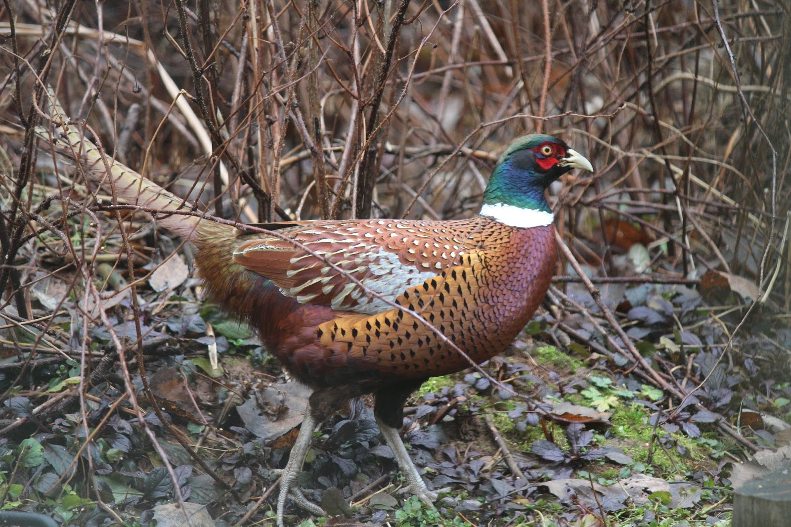 Melanistic Mutant Pheasant