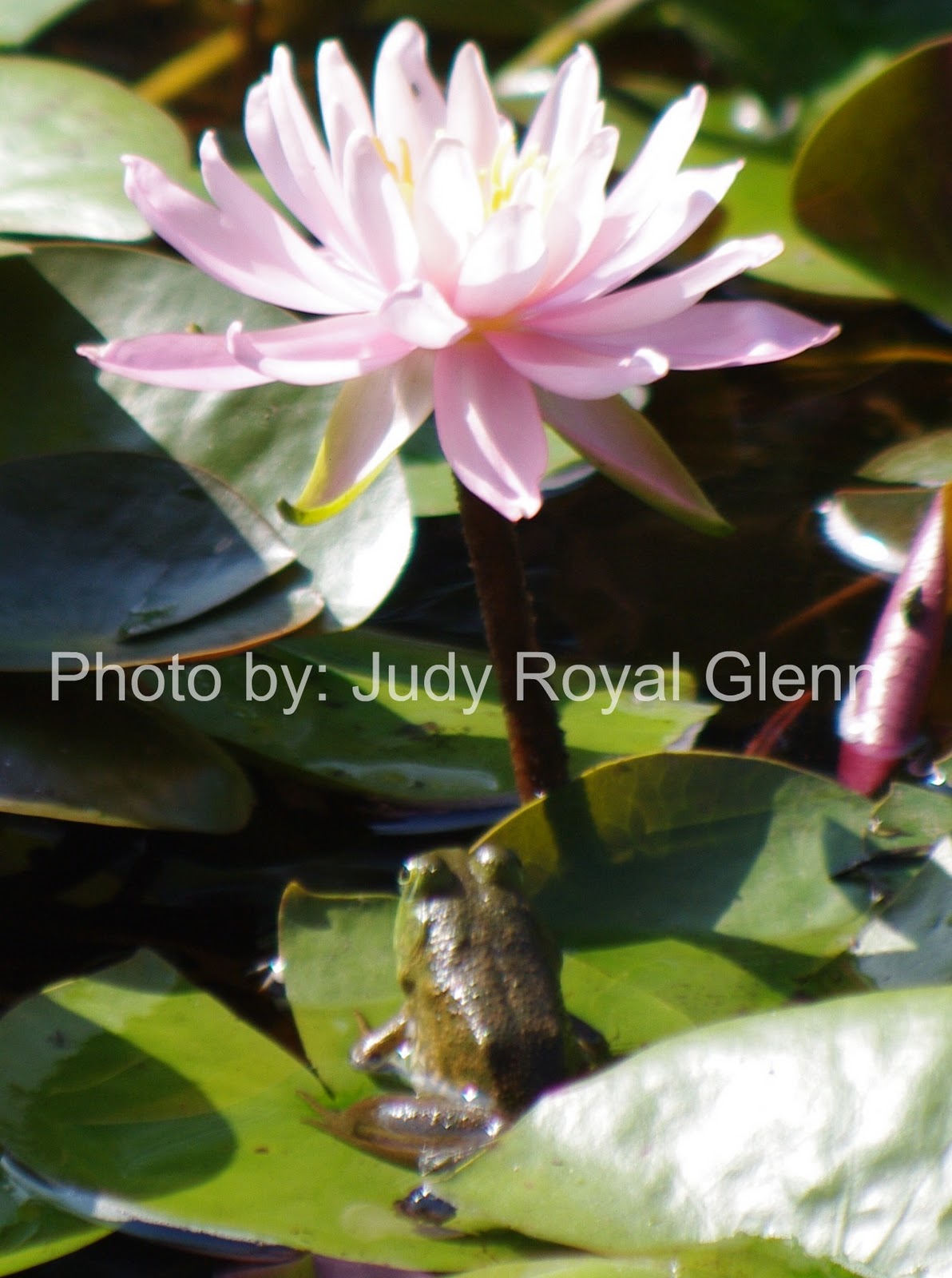 Under The Lily Pad Flower - Seeing Through God's Eyes