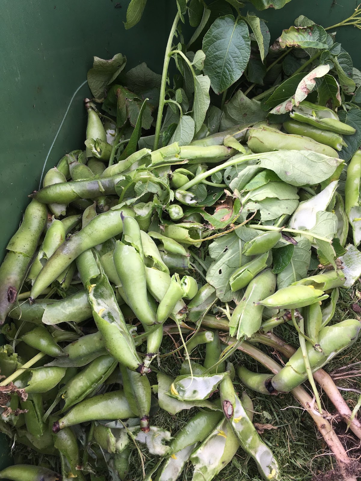 Blanching and Freezing Broad Beans