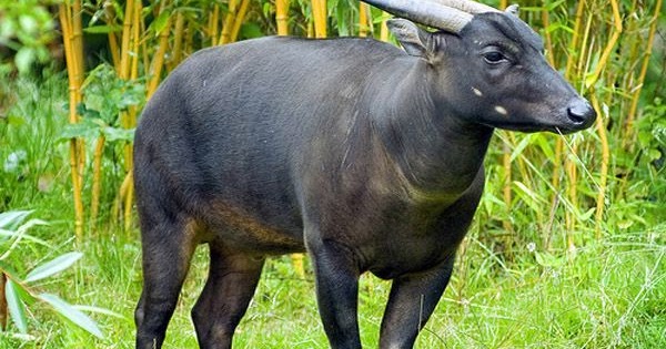 Gambar Anoa / Gambar Anoa Hitam Putih - Lihat dan download 125 gambar ...